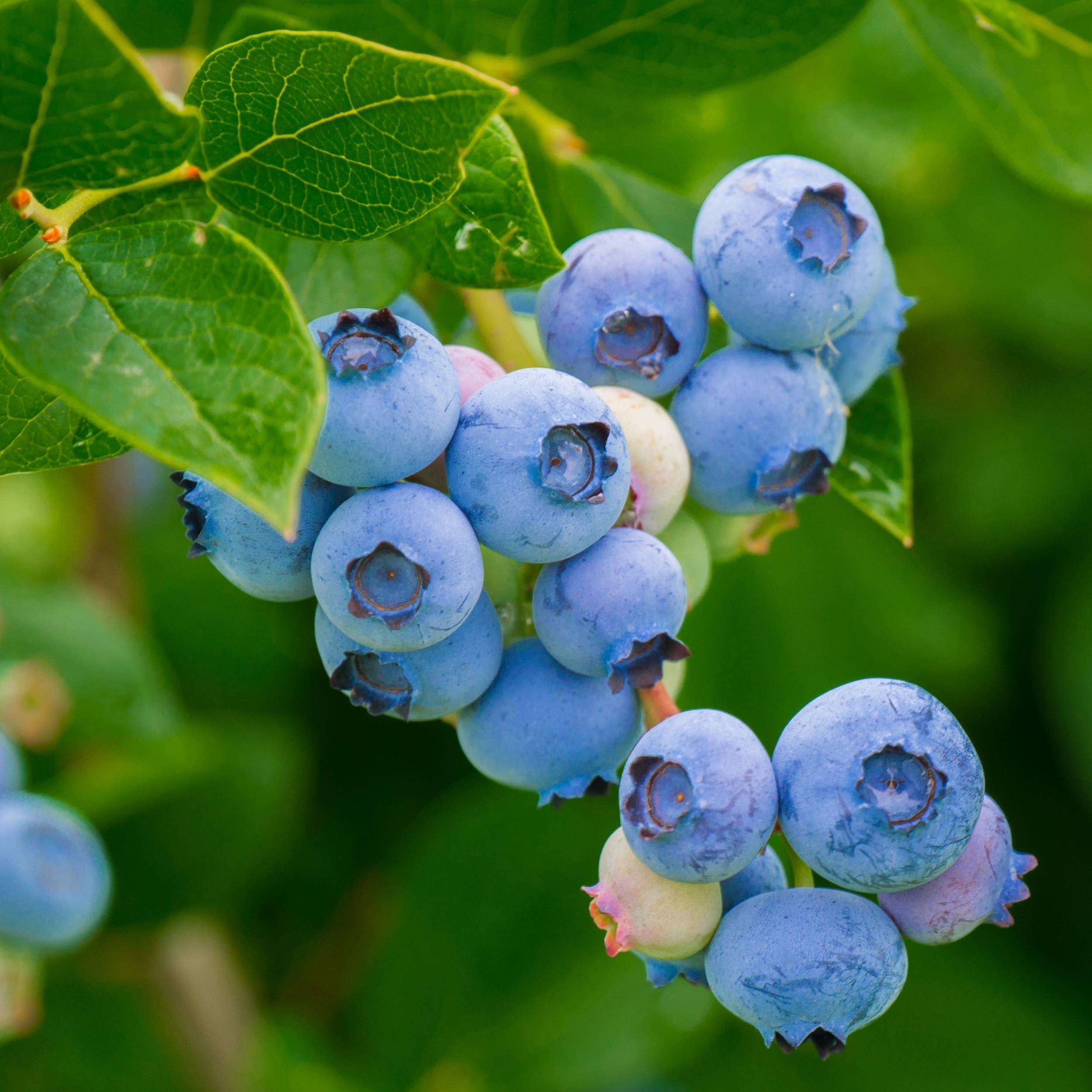 Árvores de Fruto | Bioma Plants