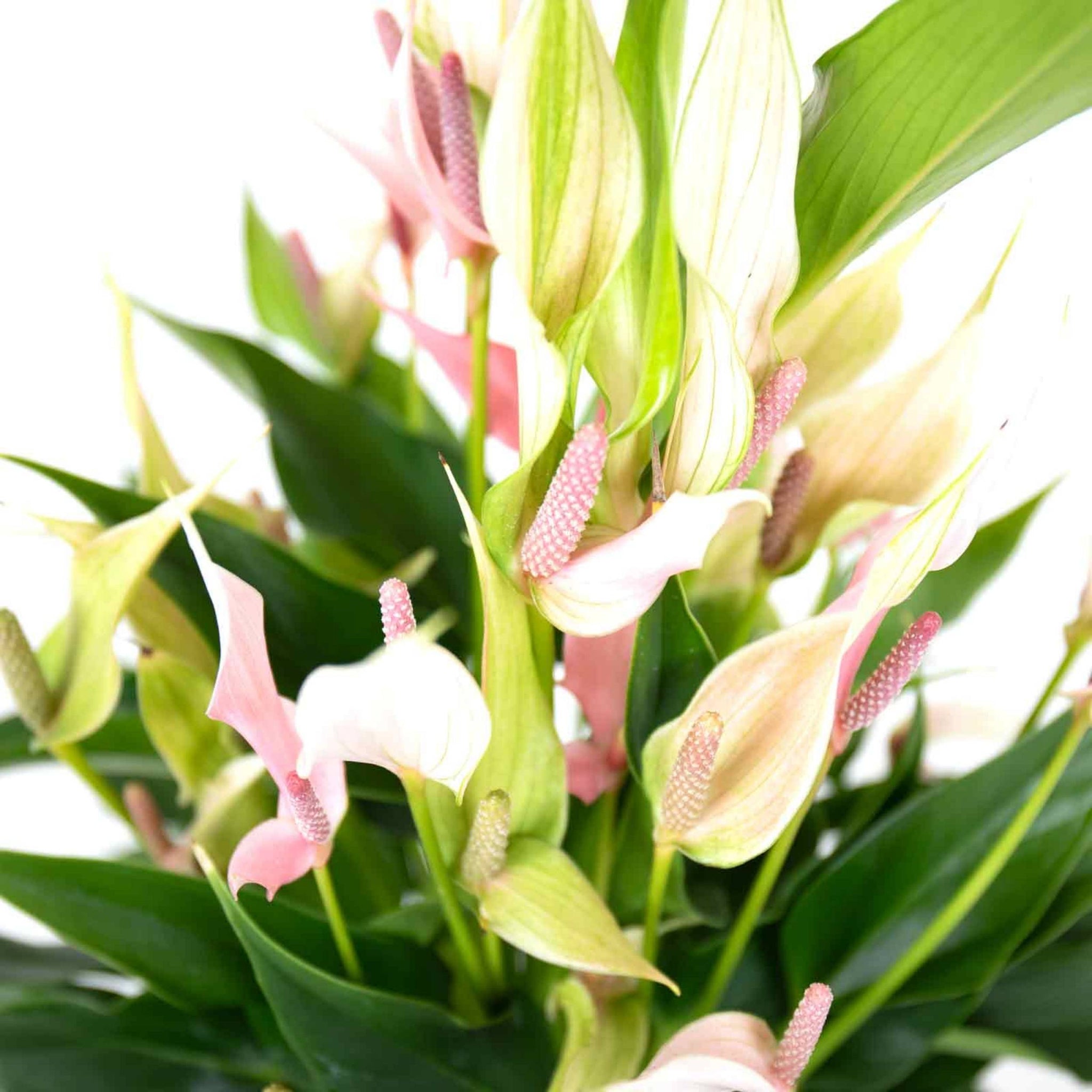 Anthurium Lily | Anthurium Lilli | Bioma Plants