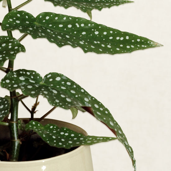 Begonia Maculata Com Vaso Maia | Bioma Plants