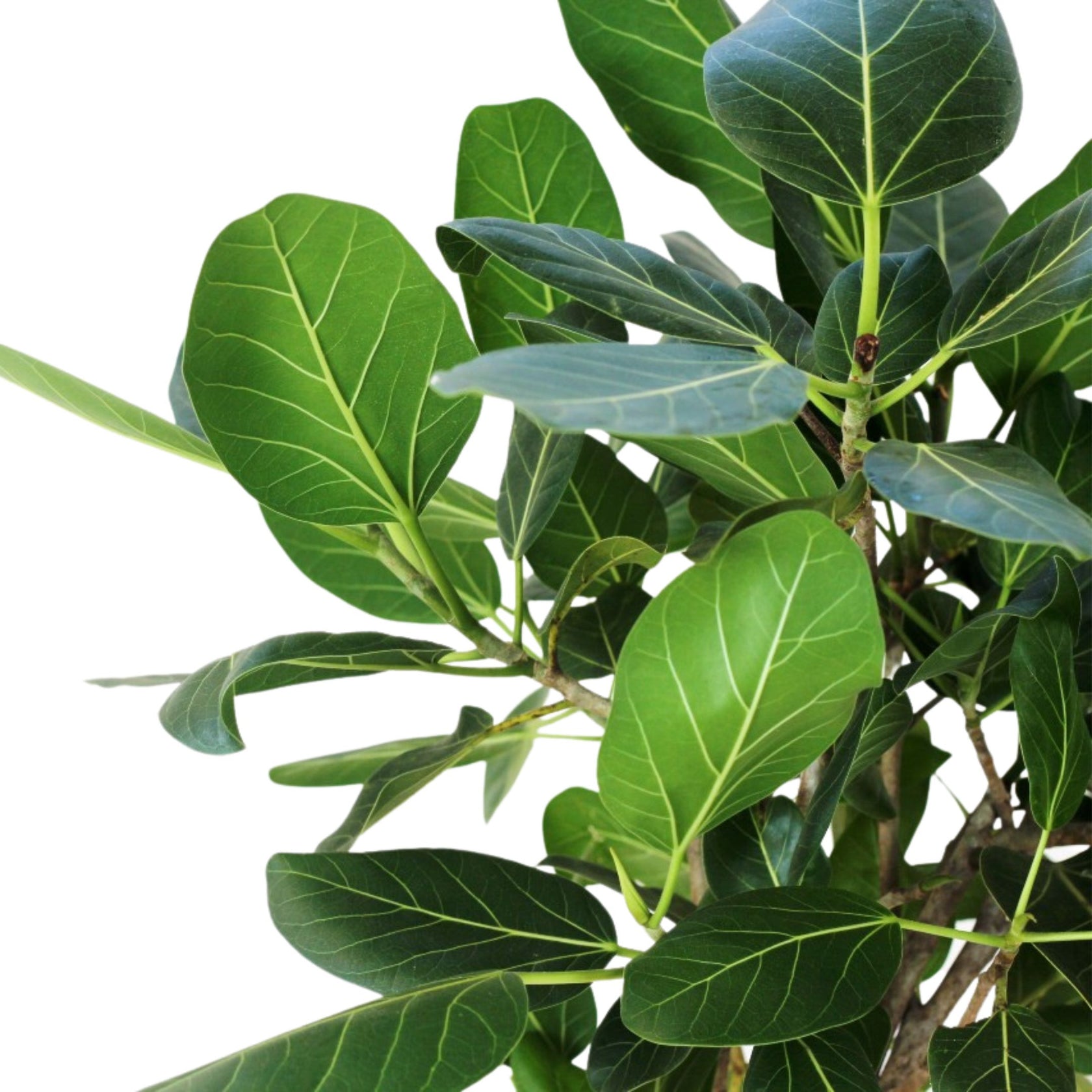 Ficus Audrey | Bioma Plants