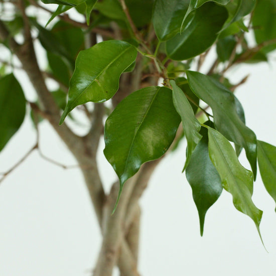 Ficus Benjamina Exotica | Bioma Plants