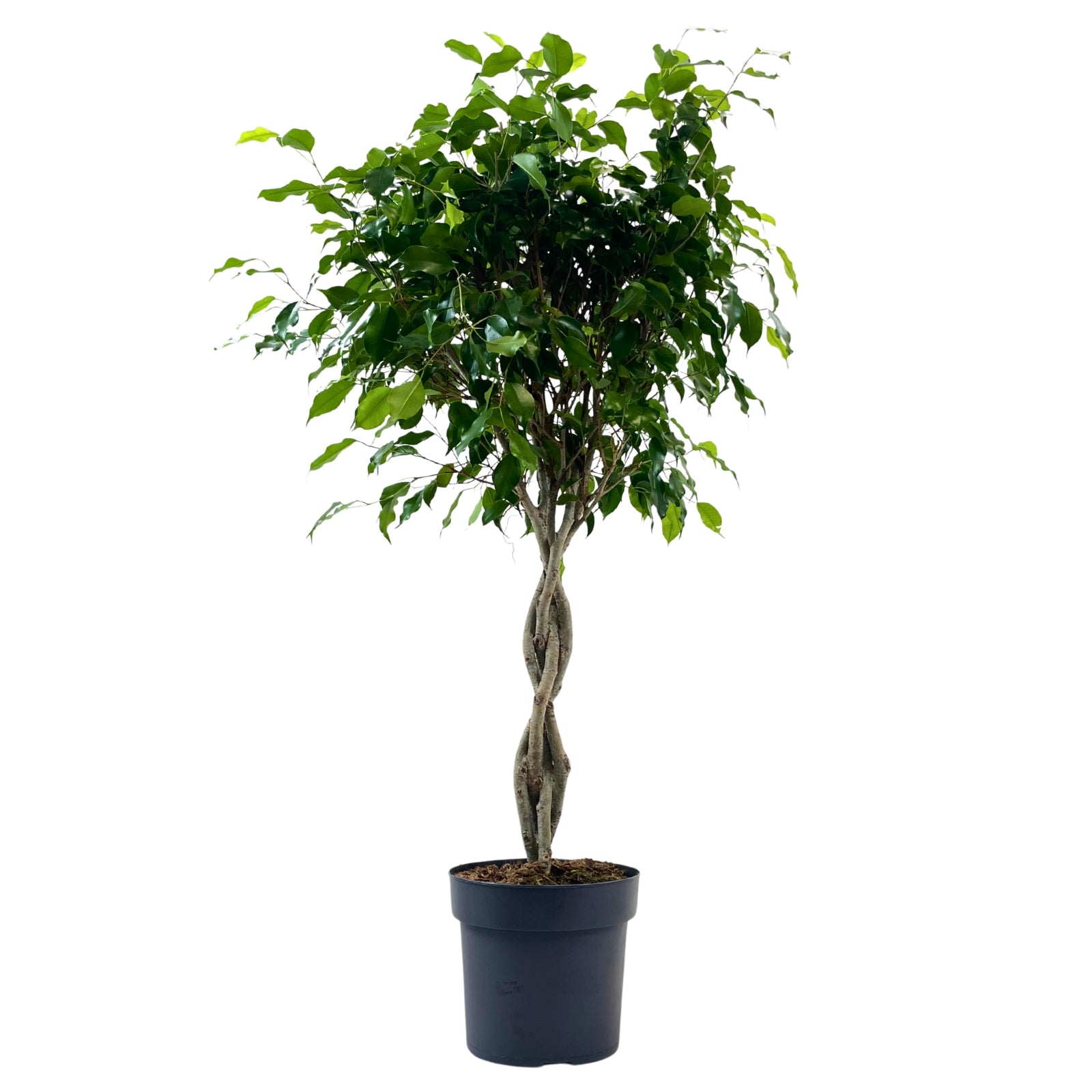 Ficus Benjamina Exotica | Bioma Plants