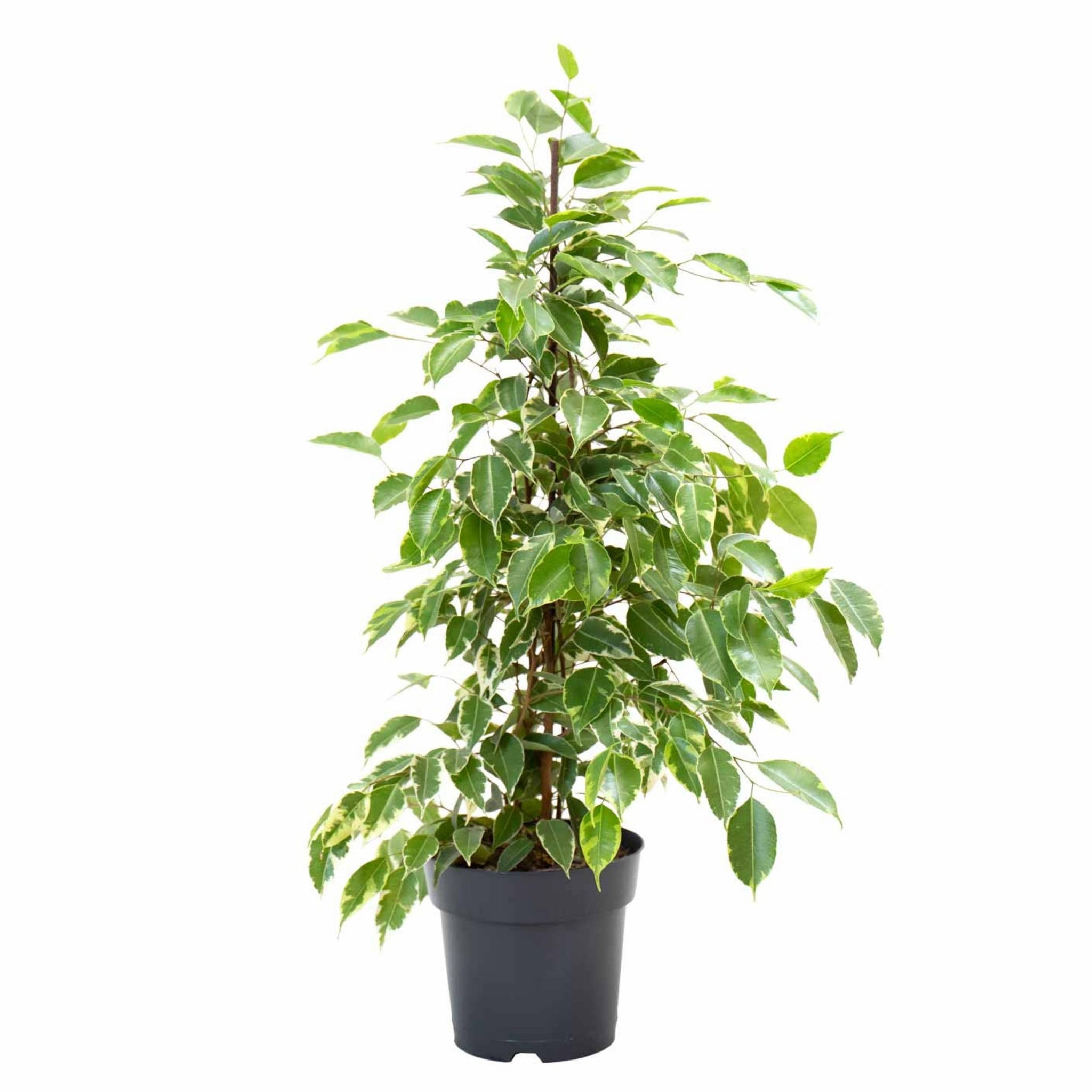 Ficus Benjamina Golden King | Bioma Plants