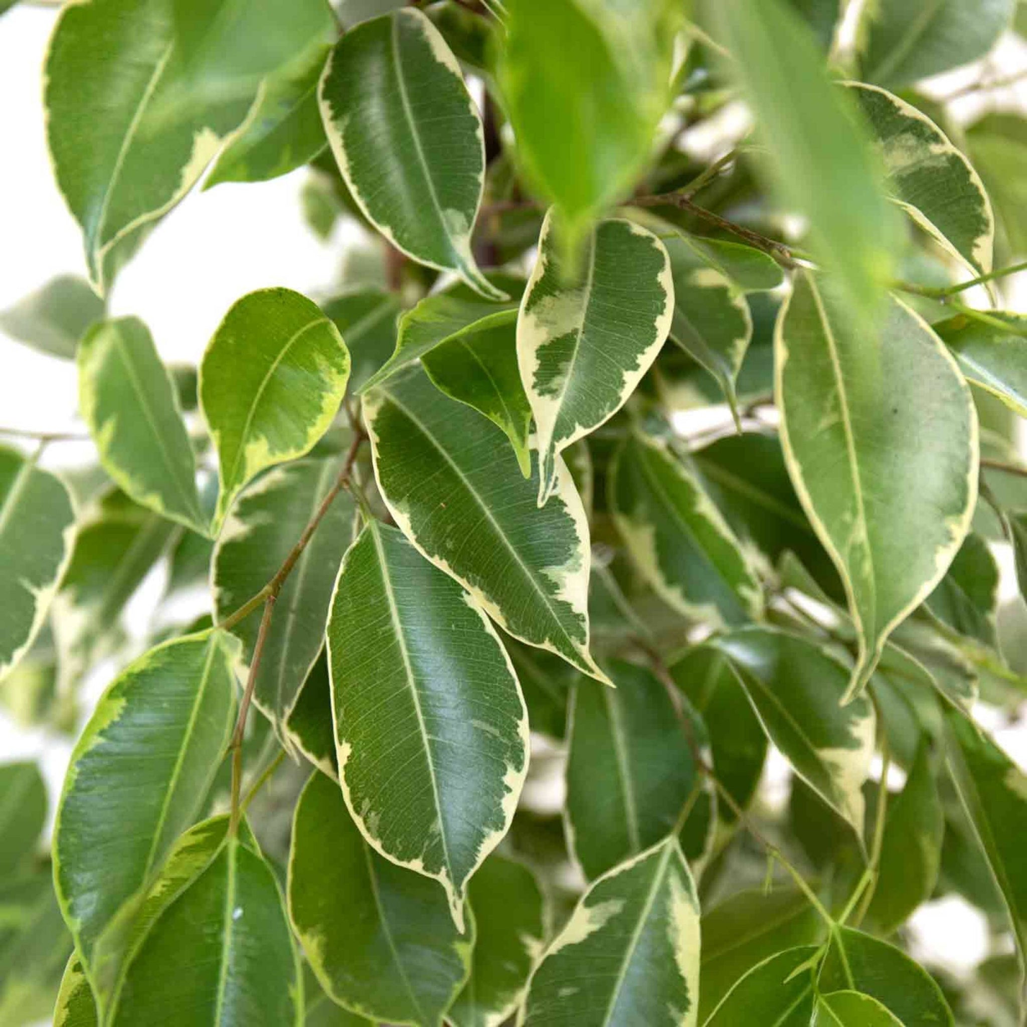 Ficus Benjamina Golden King | Bioma Plants