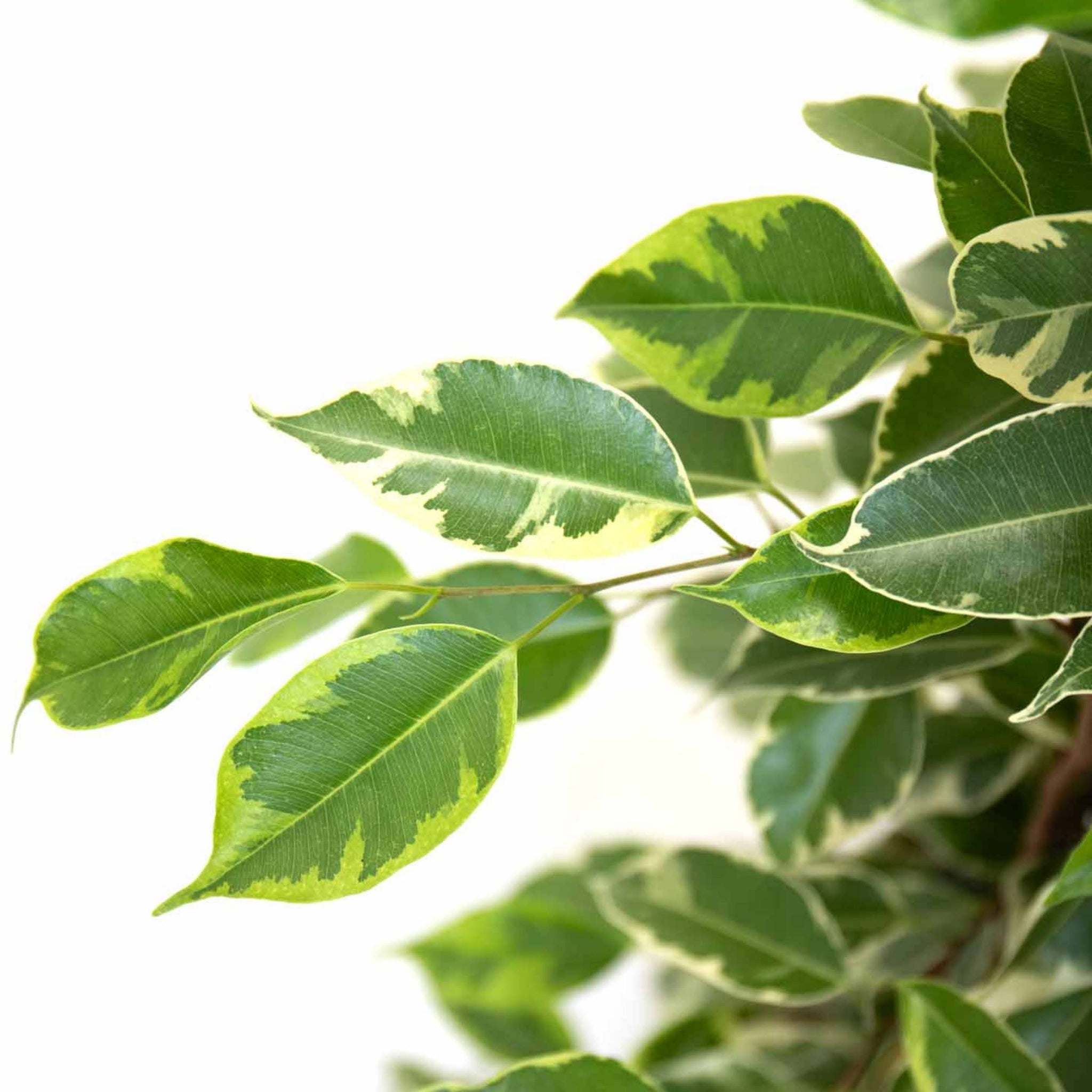 Ficus Benjamina Golden King | Bioma Plants