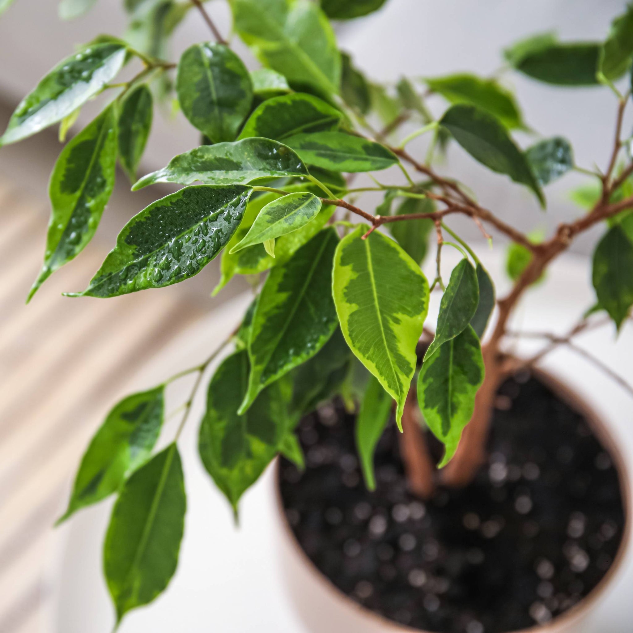Ficus Benjamina Golden King | Bioma Plants