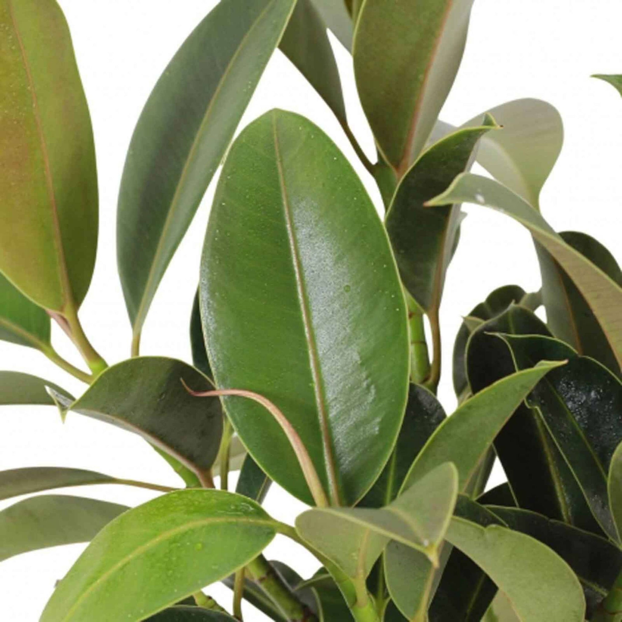 Ficus Elastica Melany | Bioma Plants
