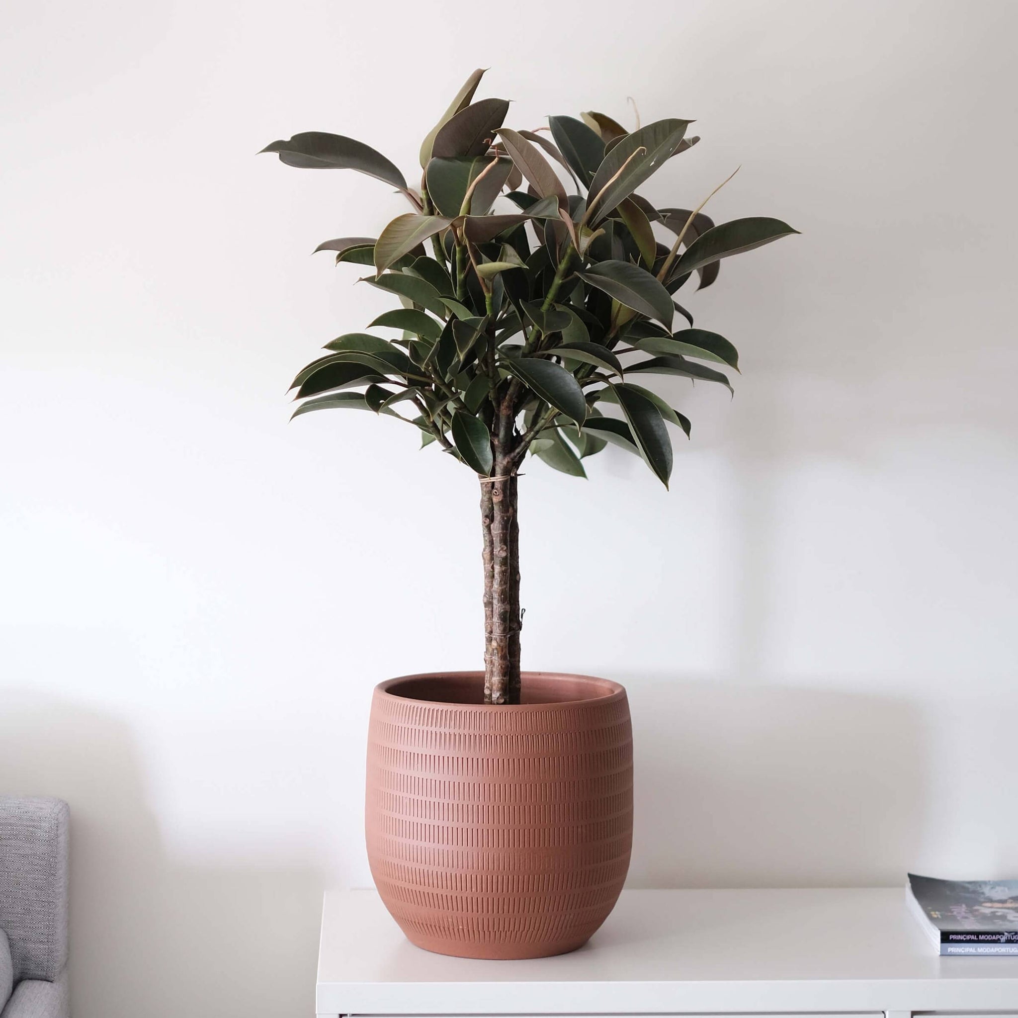 Ficus Elastica Melany | Bioma Plants