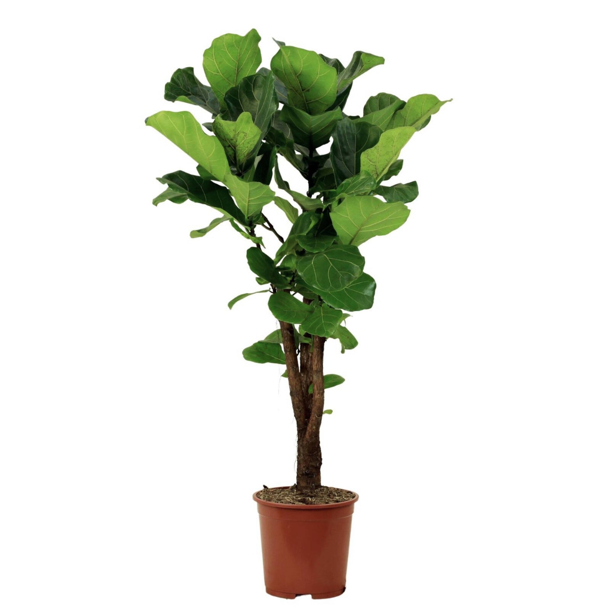 Ficus Lyrata | Figueira Lira | Bioma Plants