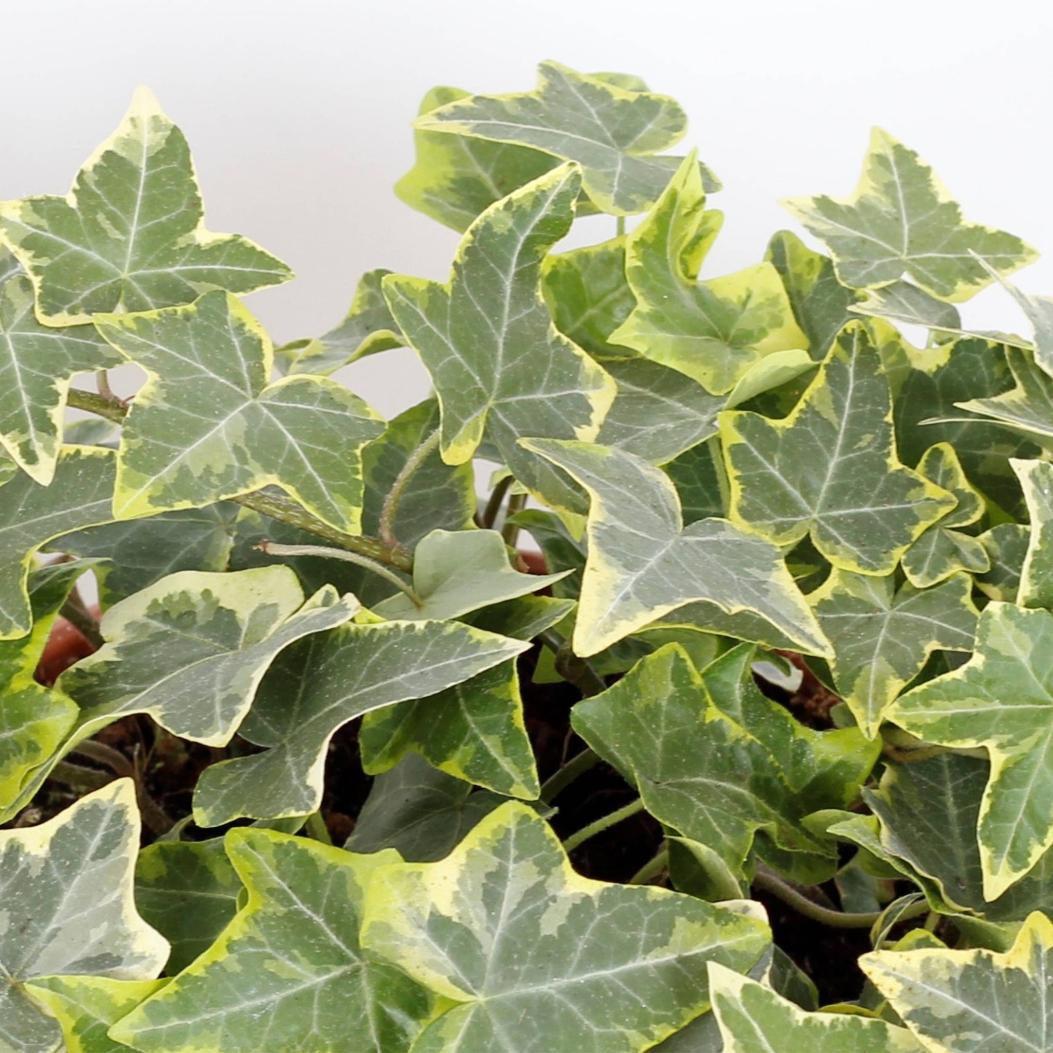 Hera Goldchild | Bioma Plants