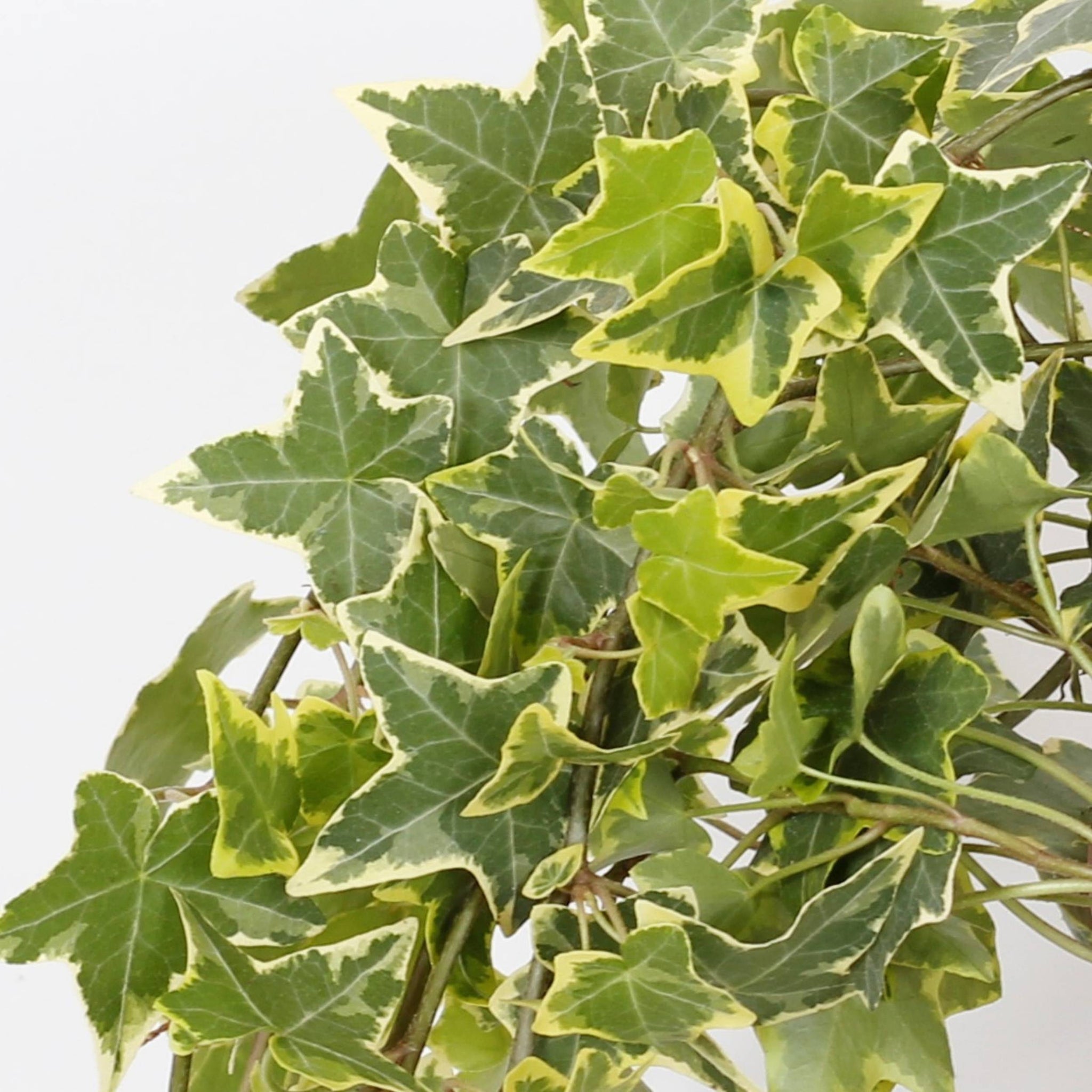 Hera Goldchild | Bioma Plants