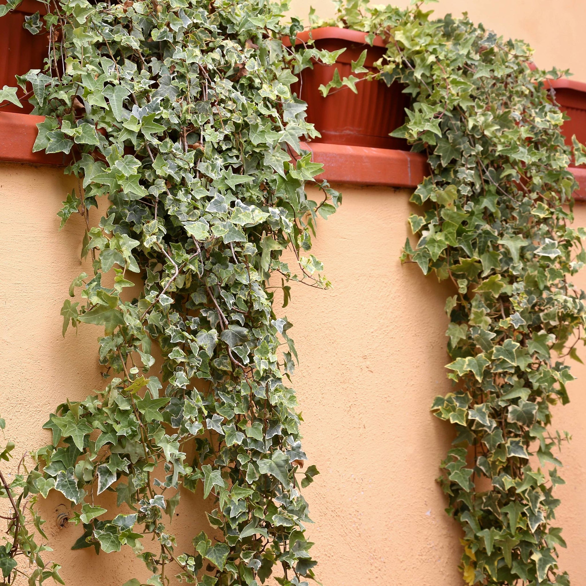 Hera Goldchild | Bioma Plants