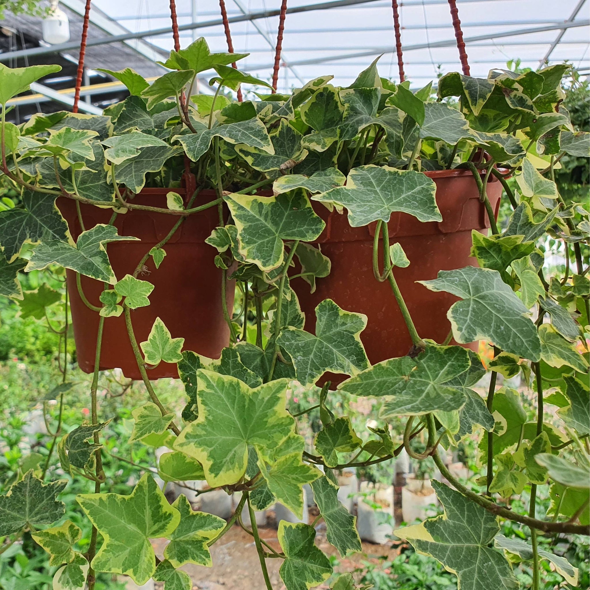 Hera Goldchild | Bioma Plants