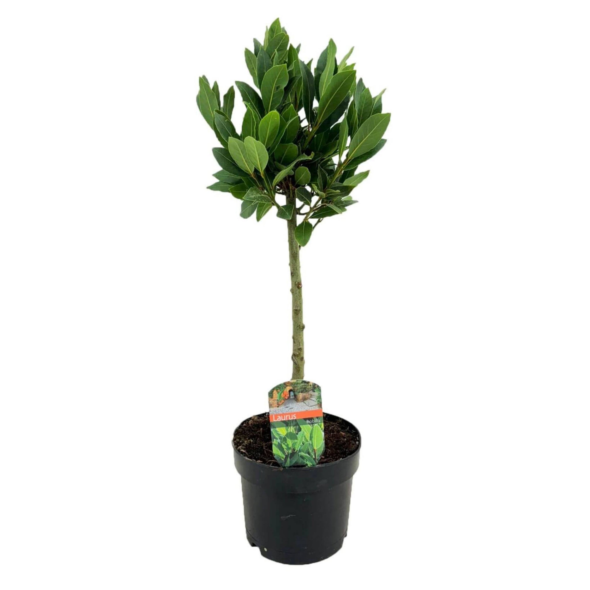 Loureiro | Laurus Nobilis | Bioma Plants