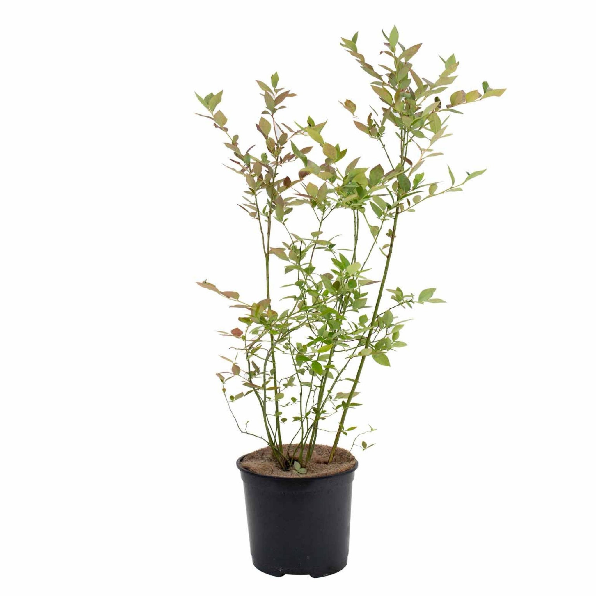 Mirtilo | Arando | Vaccinium Mirtillus | Bioma Plants