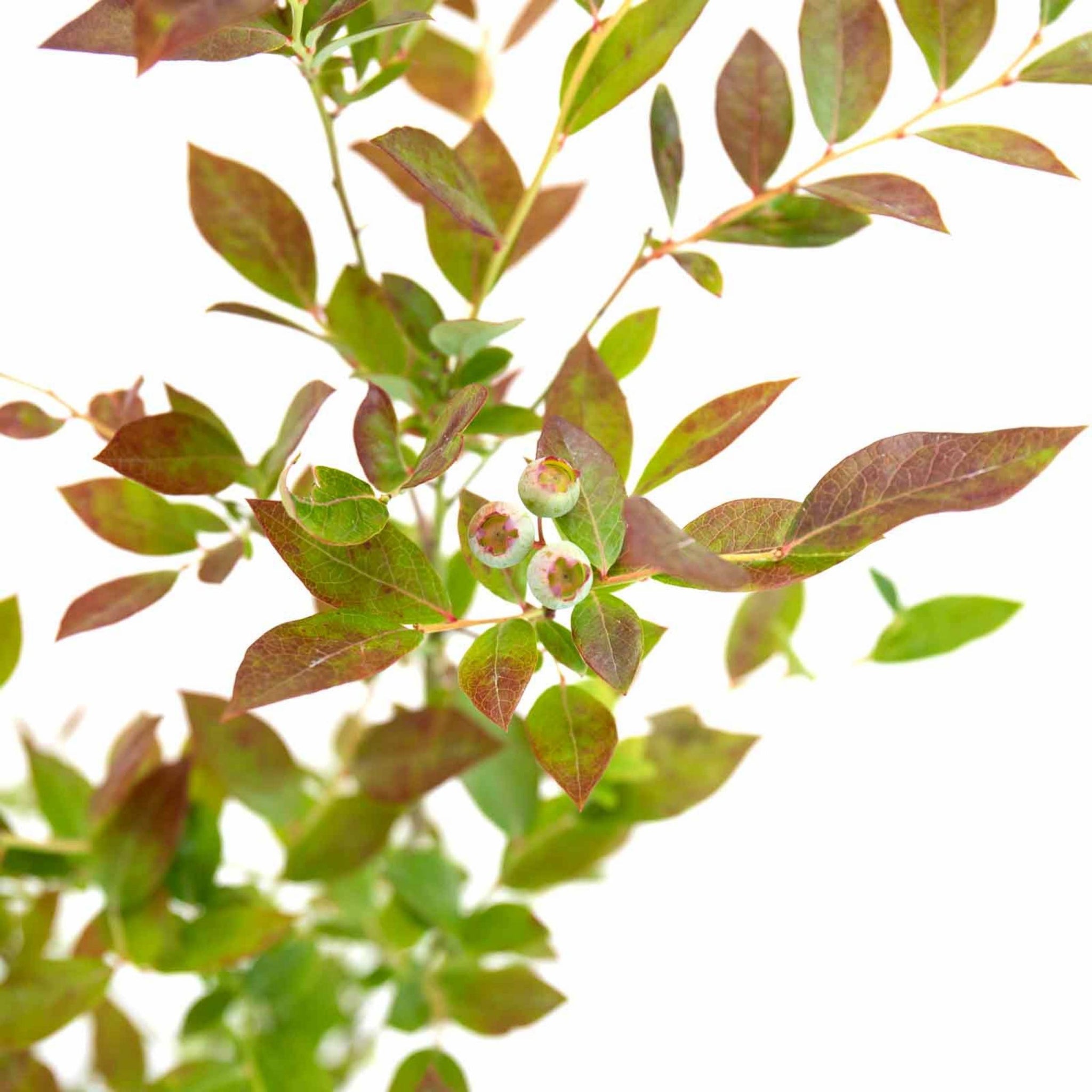 Mirtilo | Arando | Vaccinium Mirtillus | Bioma Plants