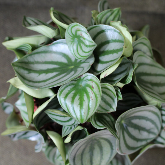 Peperomia Melancia | Peperomia Argyreia | Bioma Plants