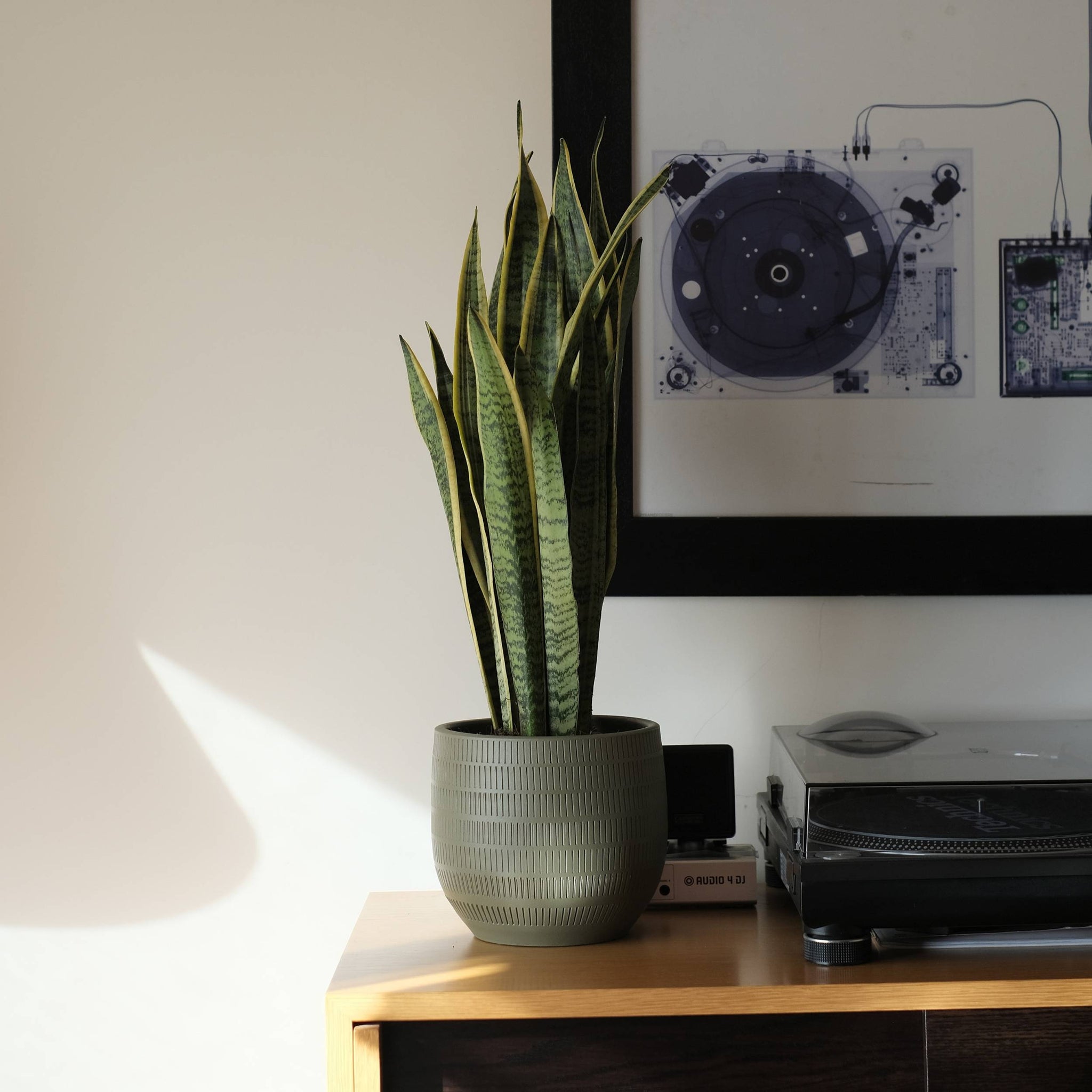 Espada de São Jorge | Sansevieria laurentii | Bioma Plants