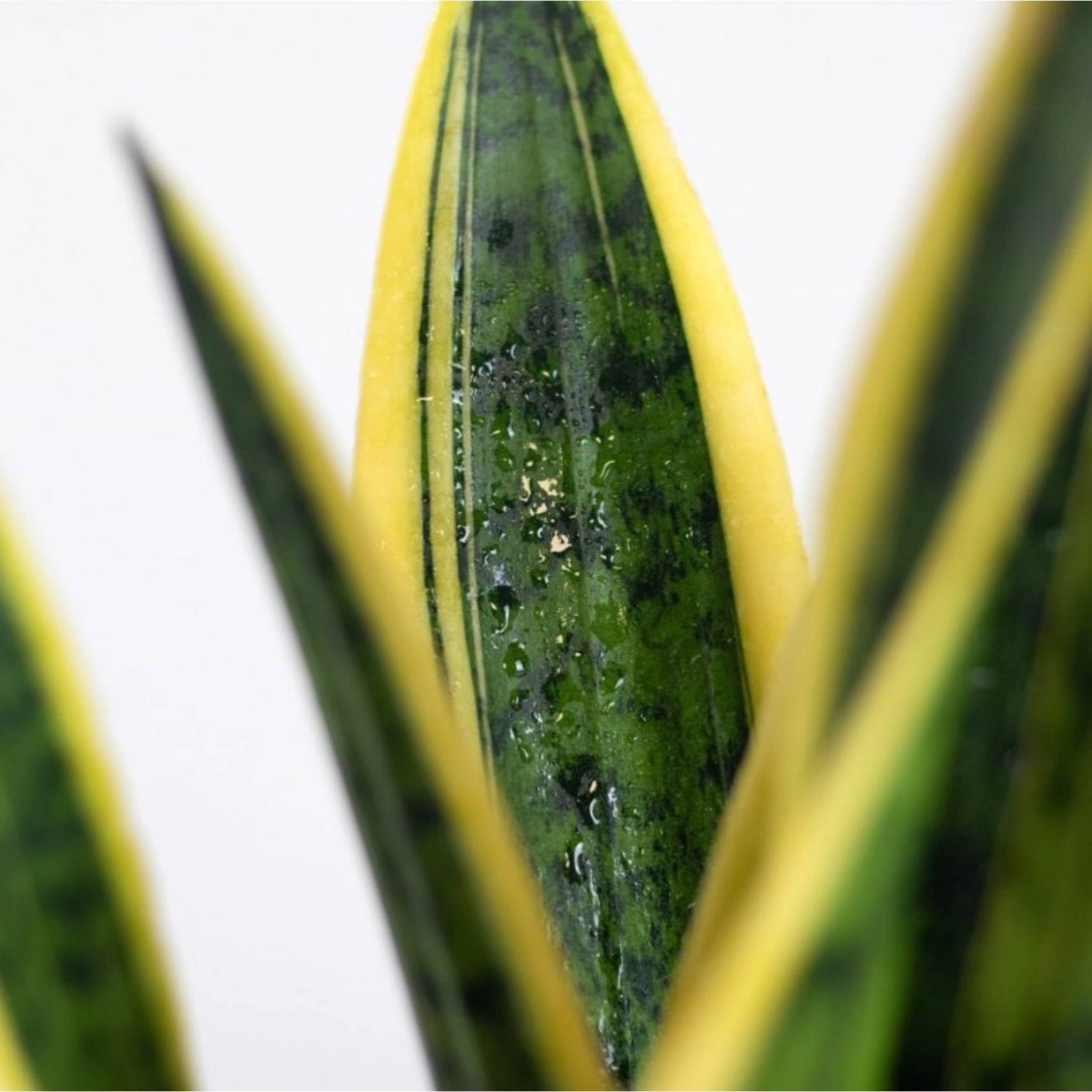 Espada de São Jorge | Sansevieria laurentii | Bioma Plants