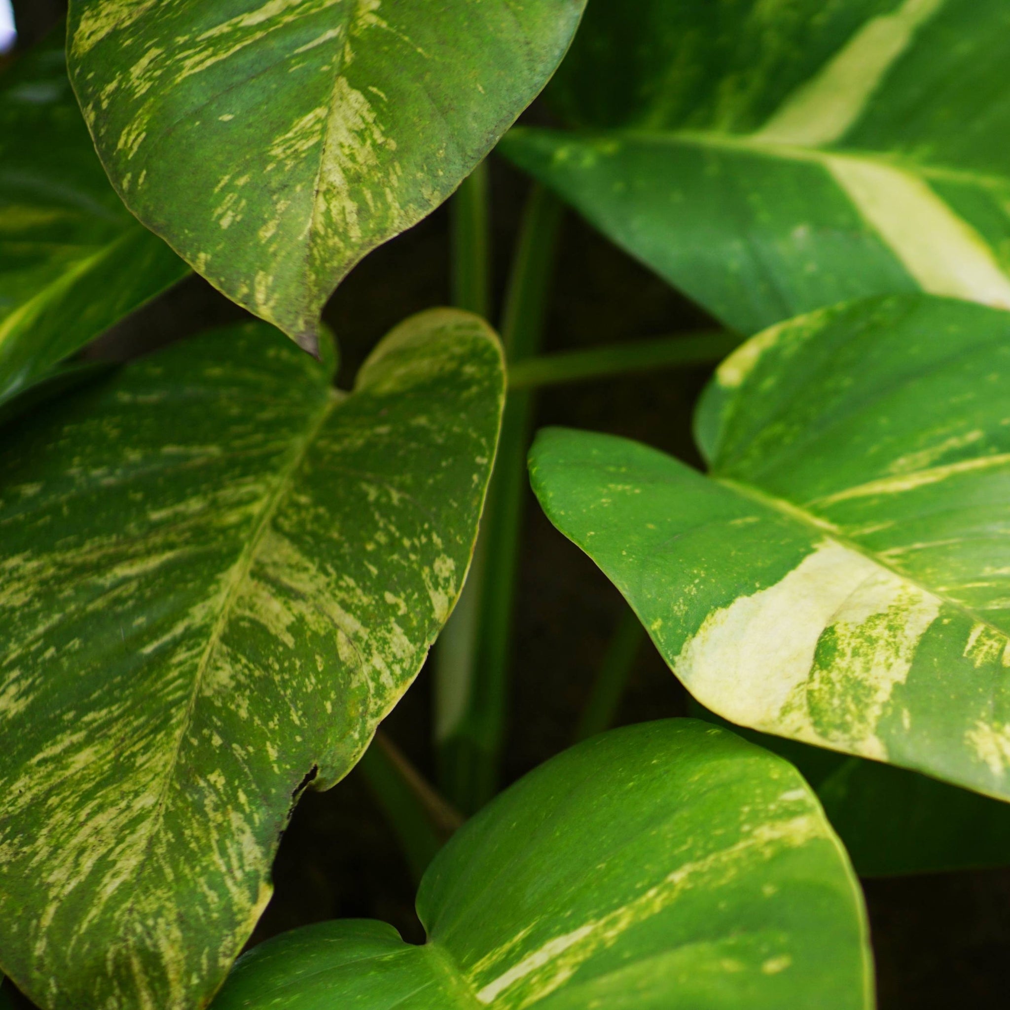 Scindapsus Aureum | Bioma Plants