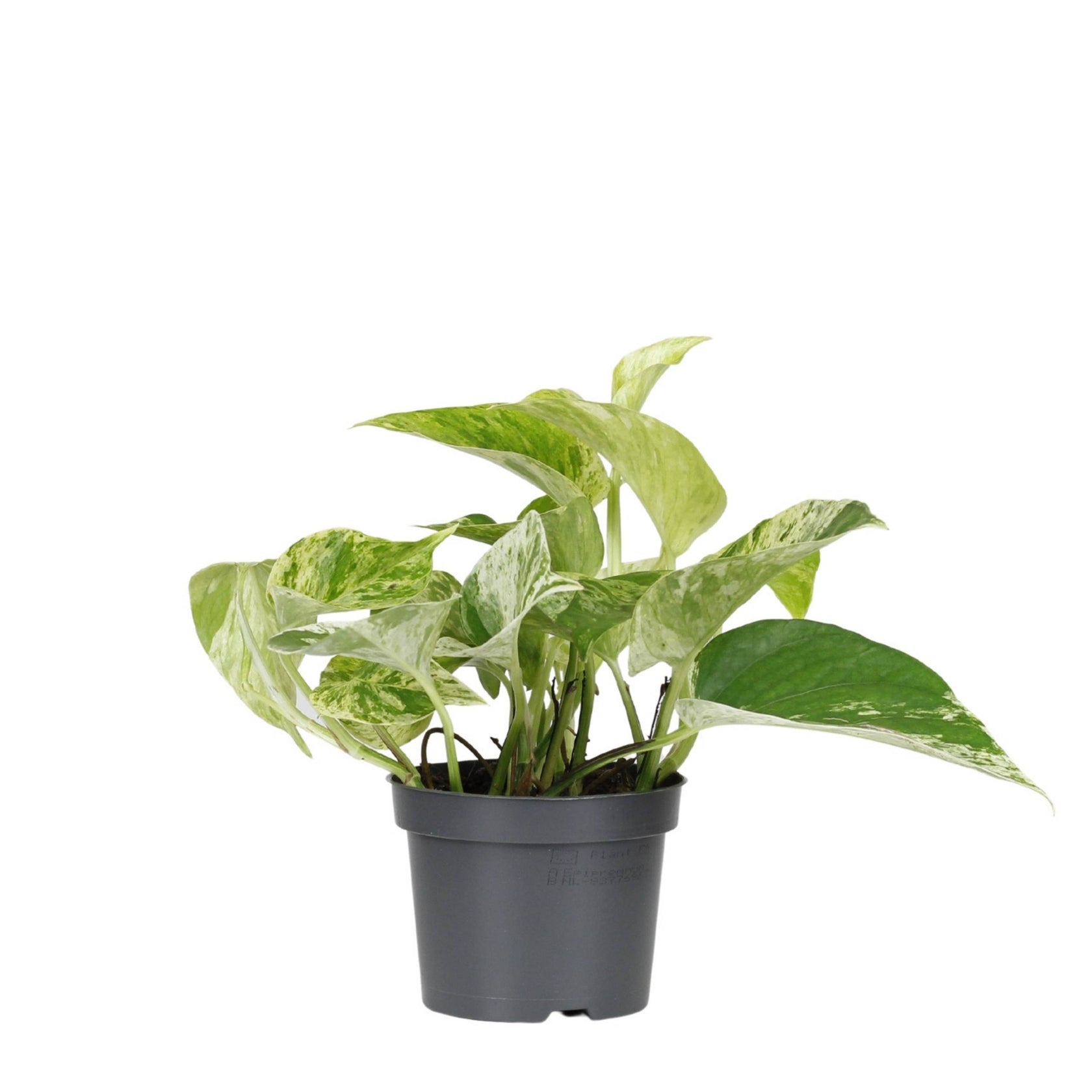 Scindapsus Marble Queen | Bioma Plants