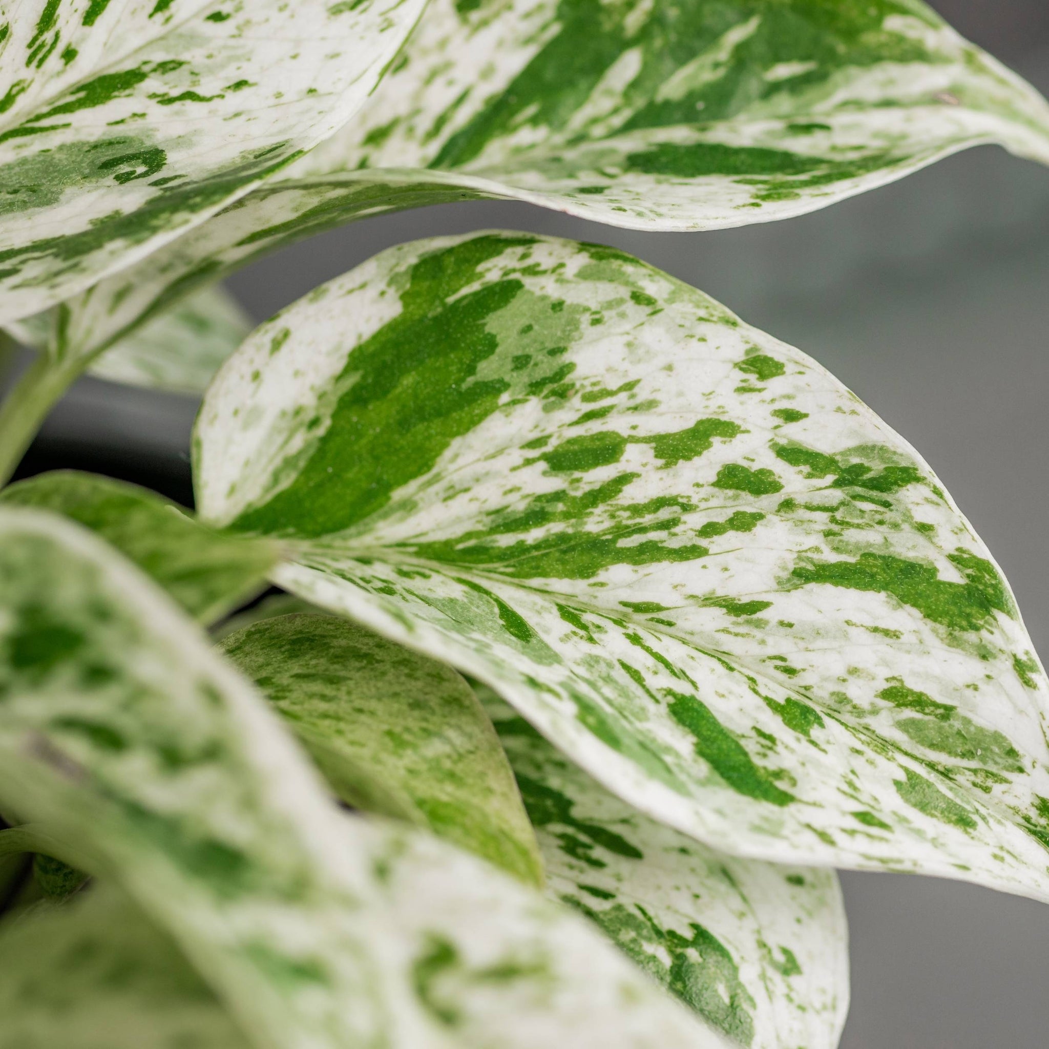 Scindapsus Marble Queen | Bioma Plants