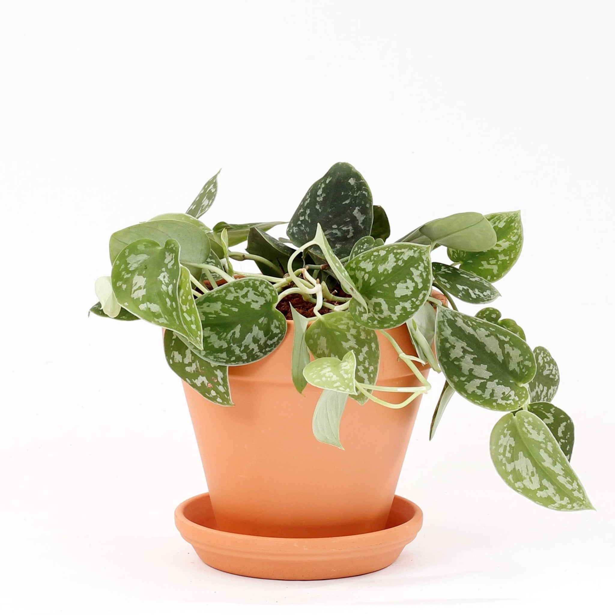 Scindapsus Pictus Argyraeus | Bioma Plants