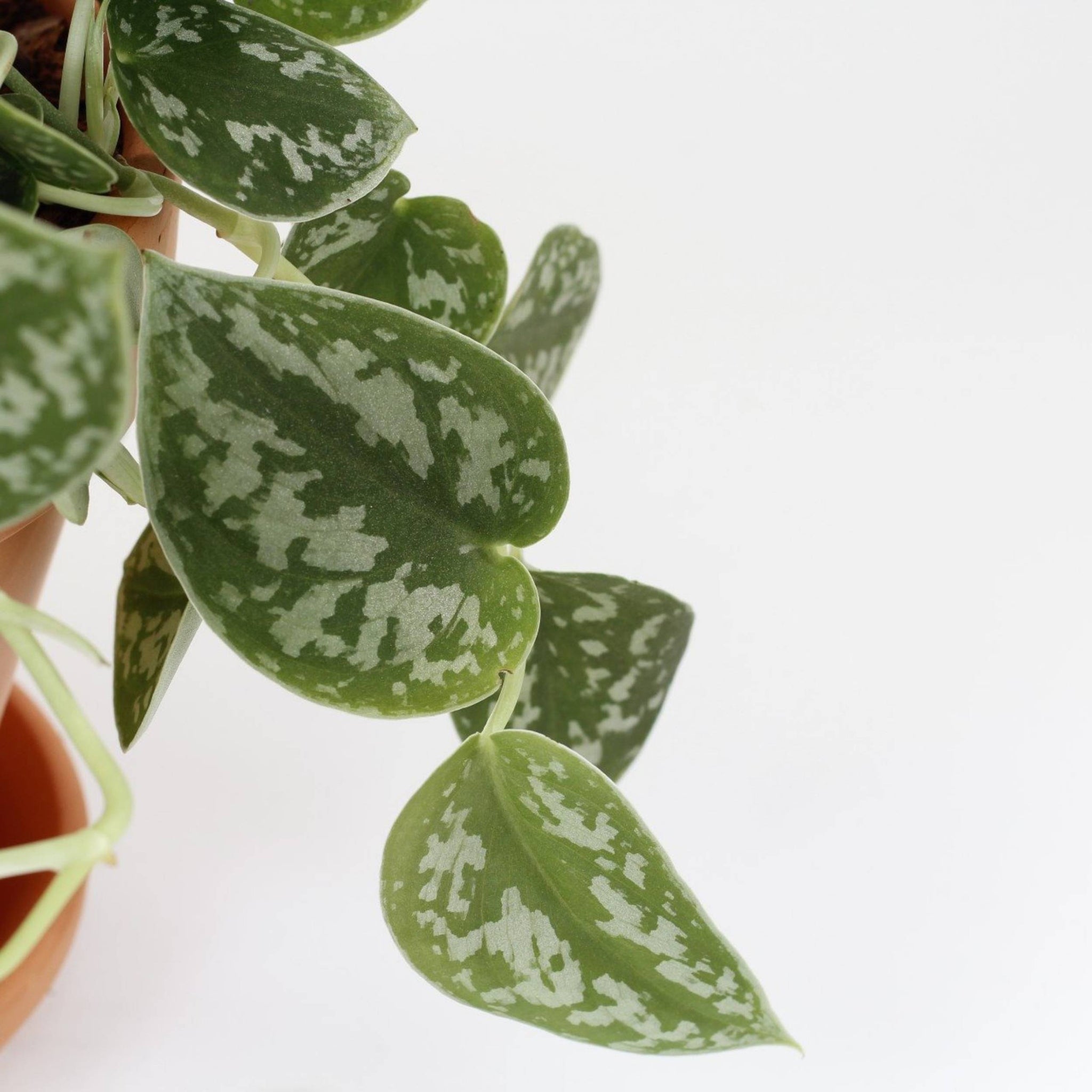 Scindapsus Pictus Argyraeus | Bioma Plants
