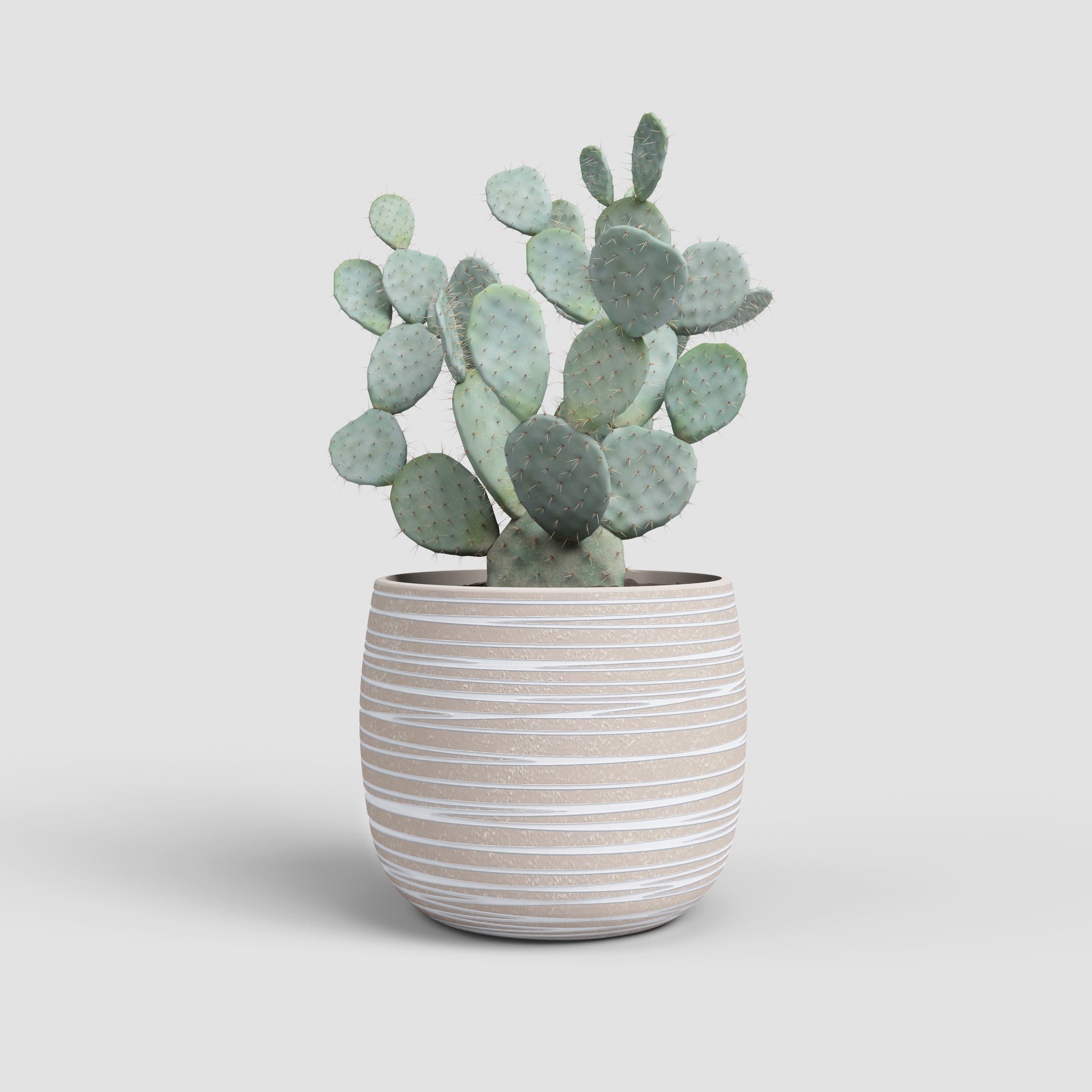 Vaso Dóris | Bioma Plants
