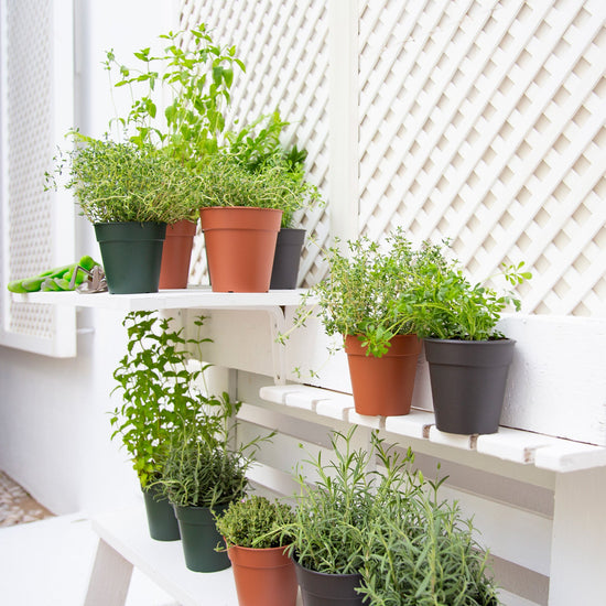 Vaso Madagascar | Bioma Plants