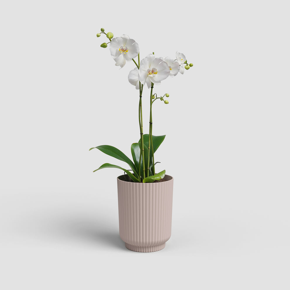 Vasos e Floreiras de Plástico | Bioma Plants