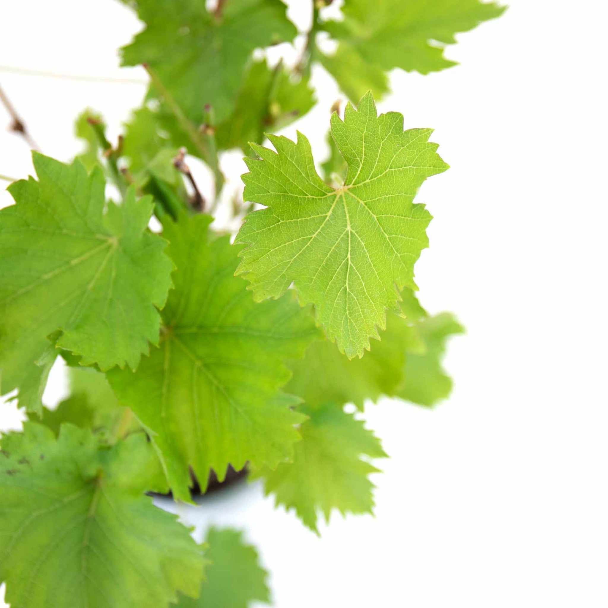 Videira | Vitis Vinifera | Bioma Plants