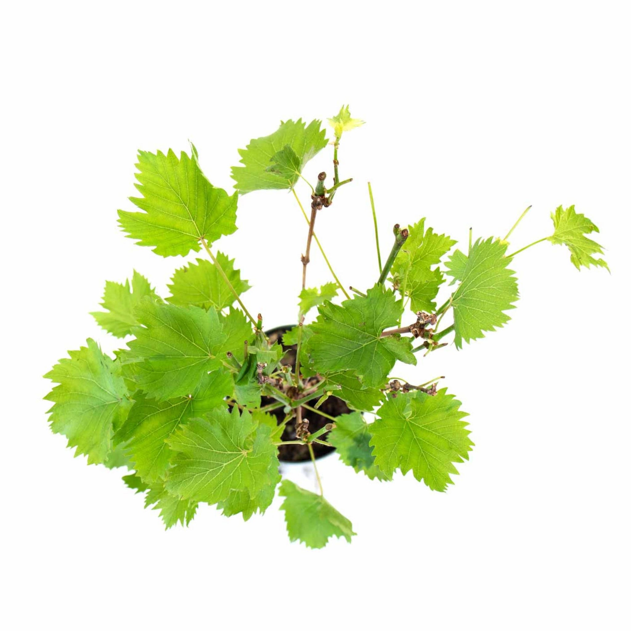 Videira | Vitis Vinifera | Bioma Plants