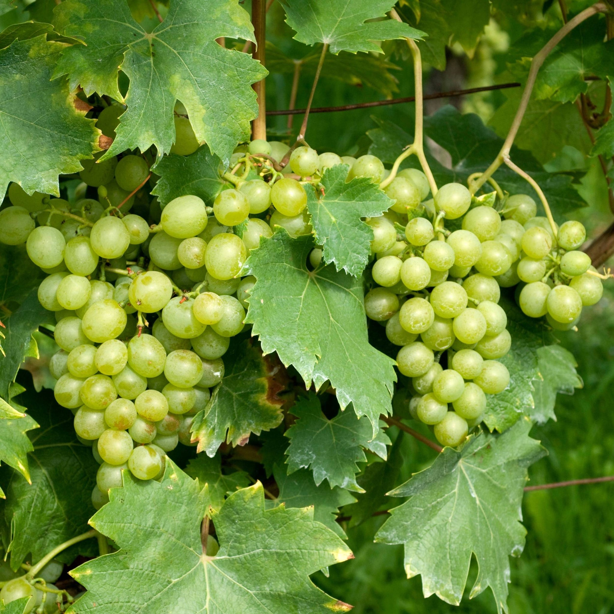 Videira | Vitis Vinifera | Bioma Plants
