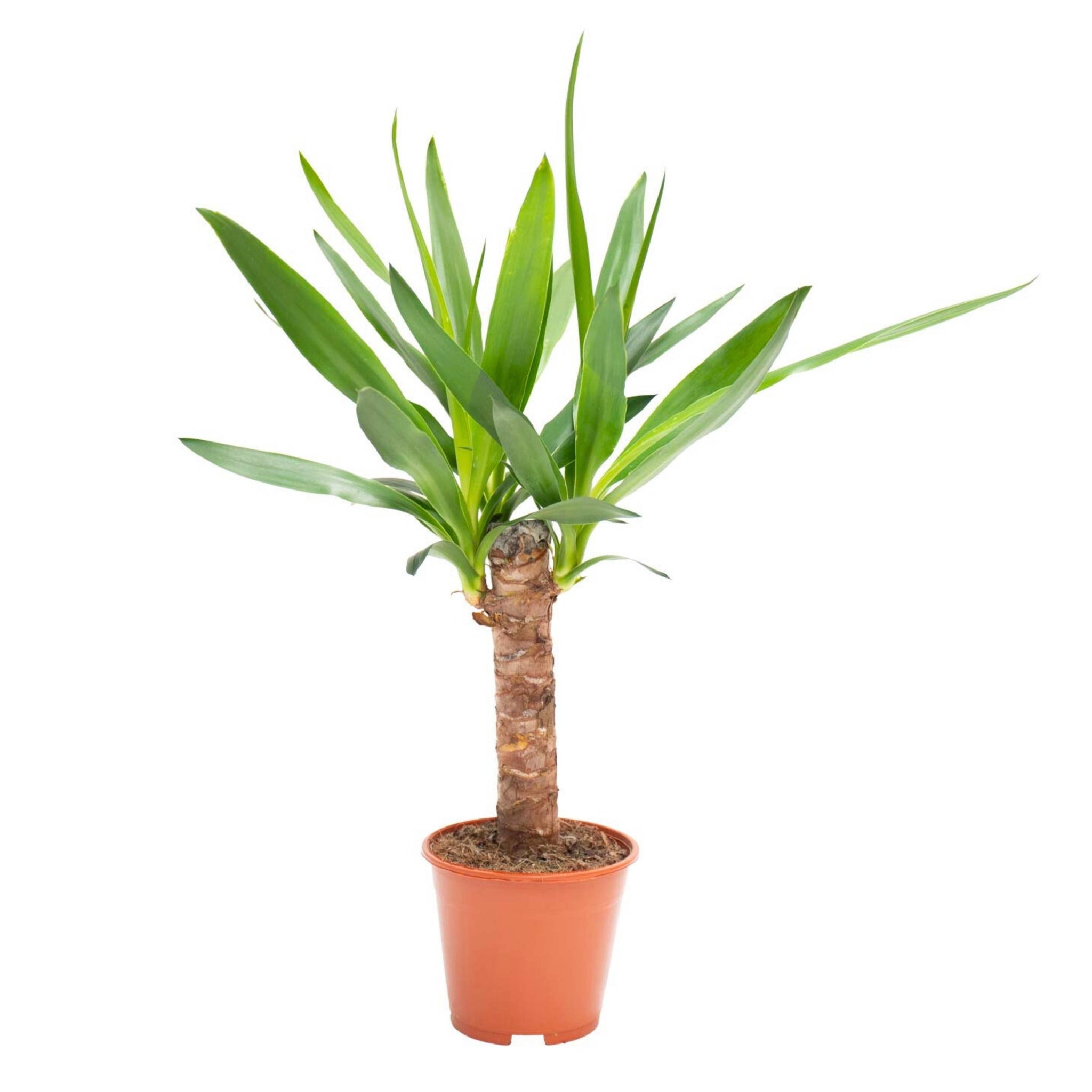 Yuca Gigante | Yucca Elephantipes | Bioma Plants