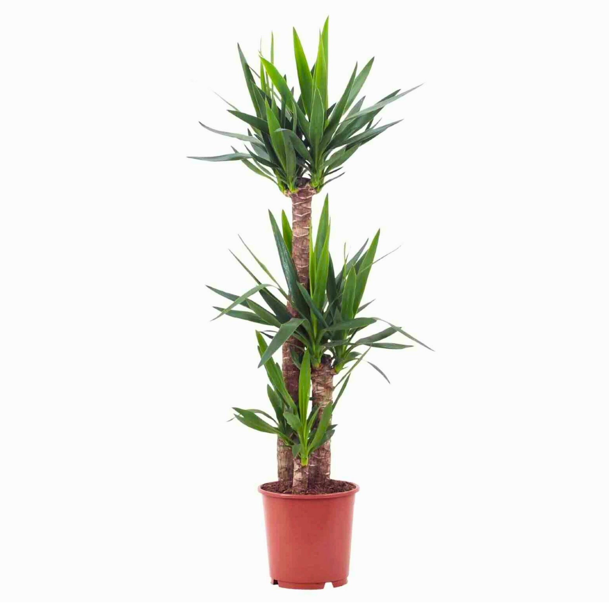 Yuca Gigante | Yucca Elephantipes | Bioma Plants