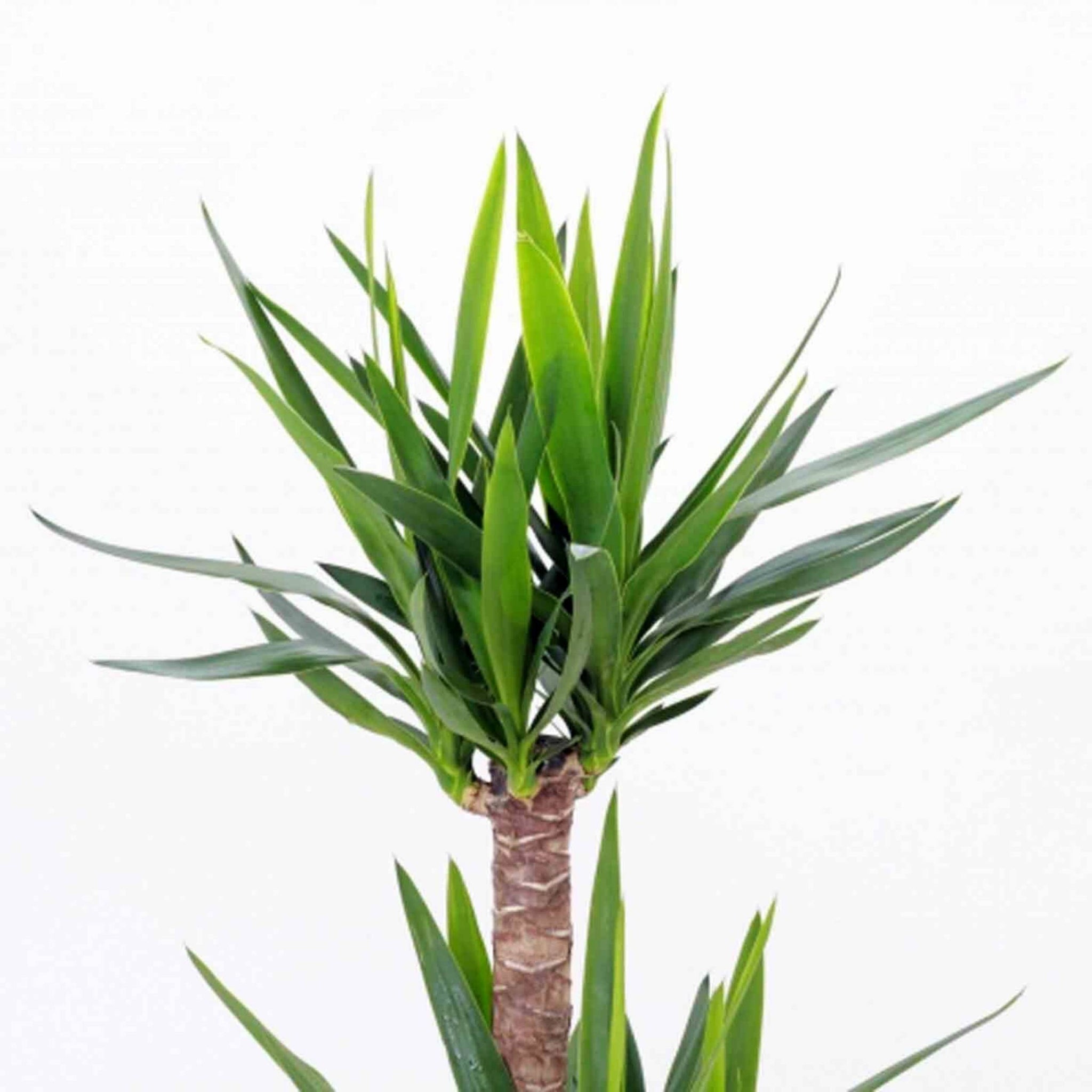 Yuca Gigante | Yucca Elephantipes | Bioma Plants