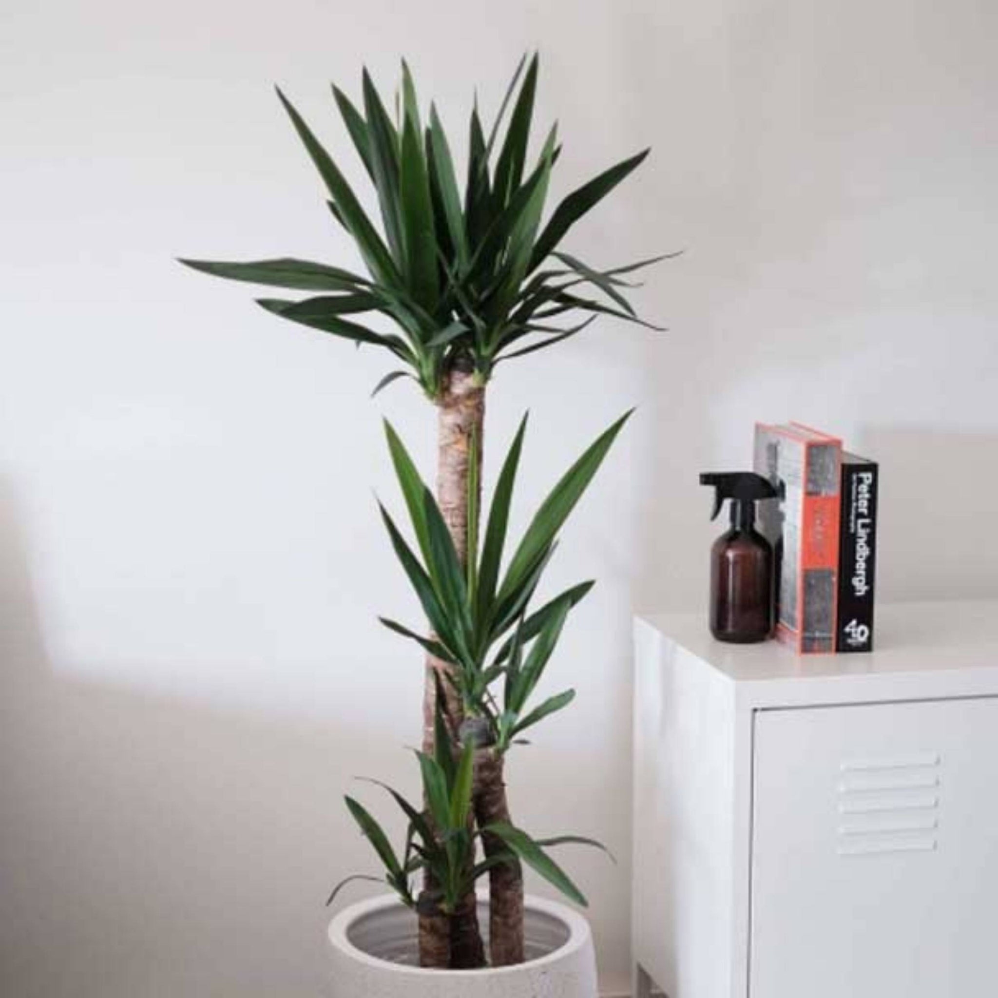 Yuca Gigante | Yucca Elephantipes | Bioma Plants