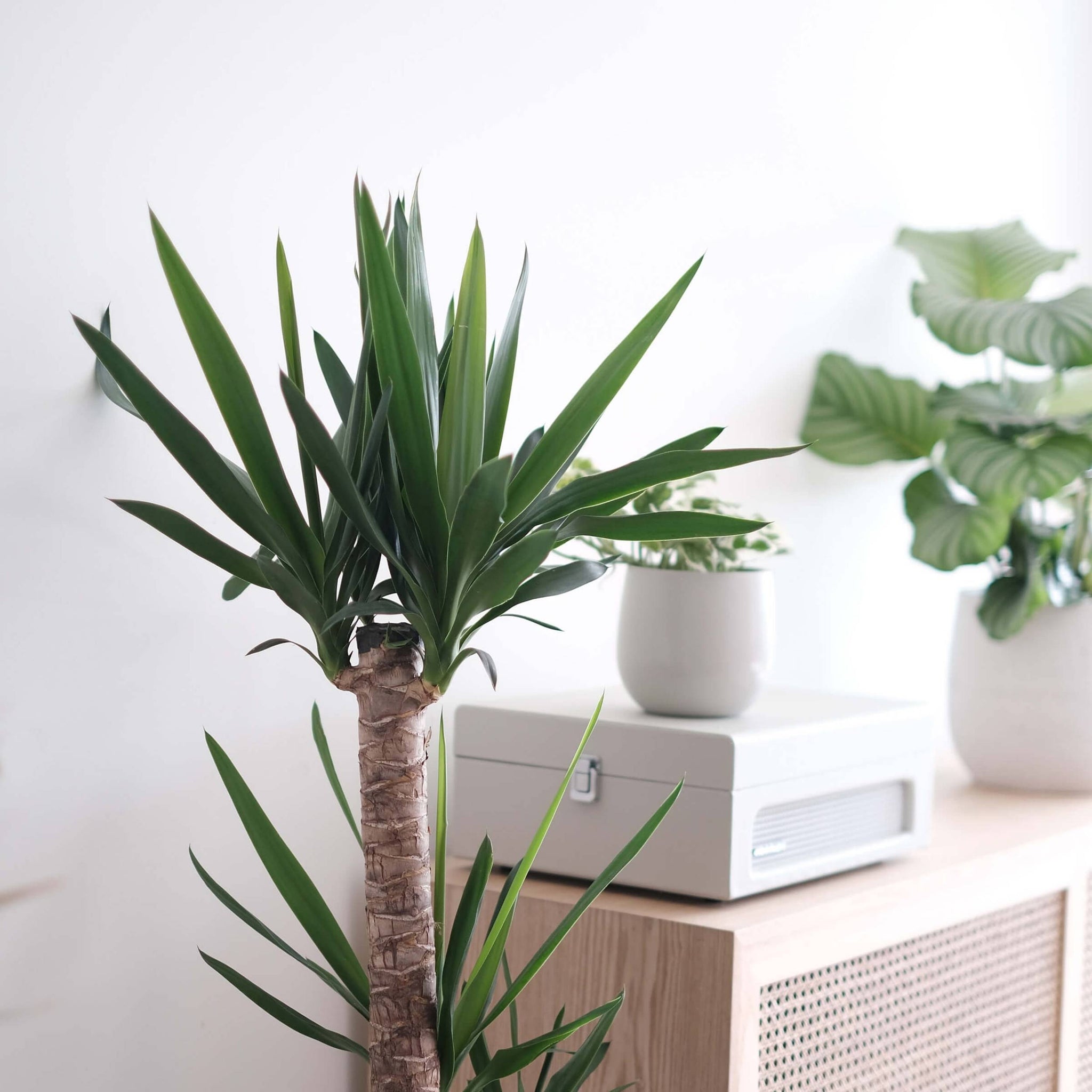 Yuca Gigante | Yucca Elephantipes | Bioma Plants